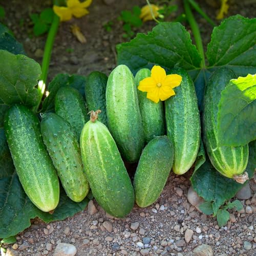 Effects of Overwatered Cucumber Plants and How to Save Them - Garden Go ...