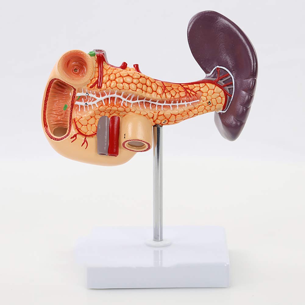 Buy Digestive System Anatomical Model Pancreatic Digestive System ...