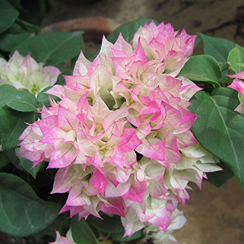 ROYAL LAND Lite Pink Bougainvillea Spectabilis Double Flower ...