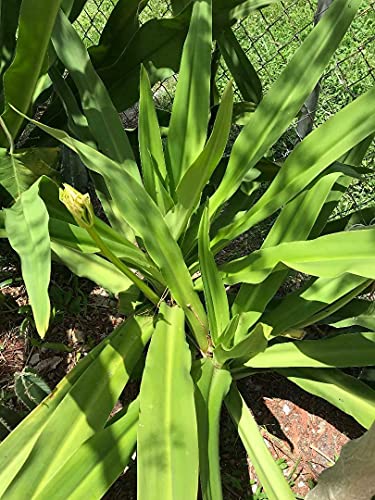 Crinum asiaticum - How to grow & care