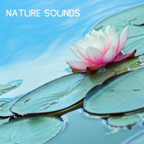 Amazon.com: Nature Sounds - Nature Music for Sleep, Yoga and Relaxation ...