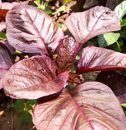 Red spinach seeds For Home Gardening Pack Of 7000 : Amazon.in: Garden ...