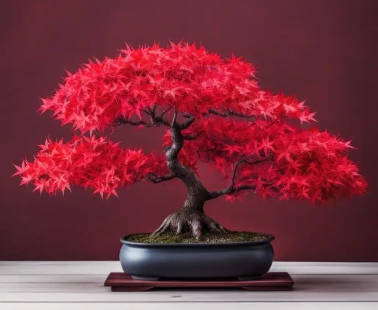 Amazon.com : Scarlet Red Maple Bonsai Tree Seeds for Planting (20 Seeds ...