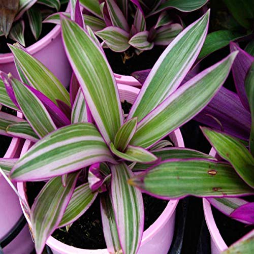 NurseryServe Rhoeo Spathacea Vittata, Tradescantia Spathacea Vittata ...