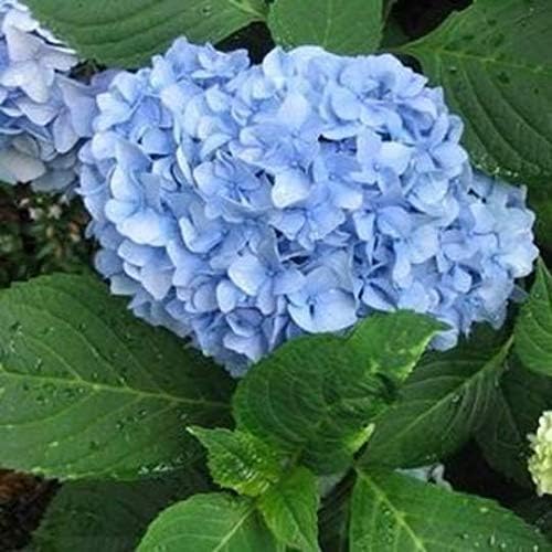 Amazon.com : Two- #1 Gallon Potted Nantucket Blue(TM) Hydrangea ...