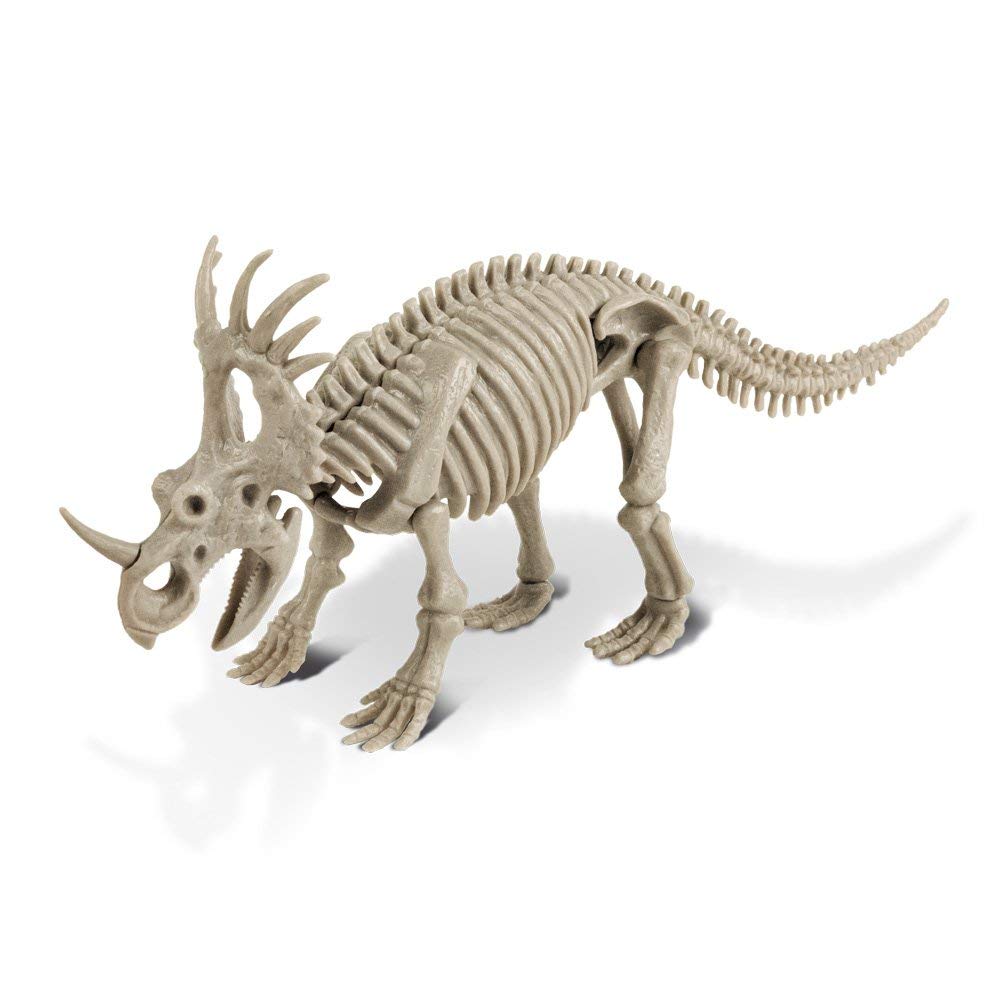 Styracosaurus Skeleton