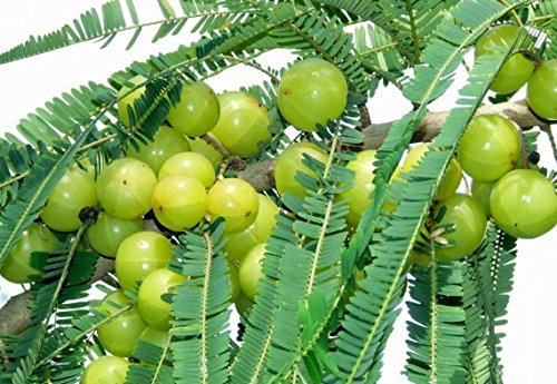 M-Tech Gardens Grafted Amla Indian Gooseberry Phyllanthus Emblica Nelli ...
