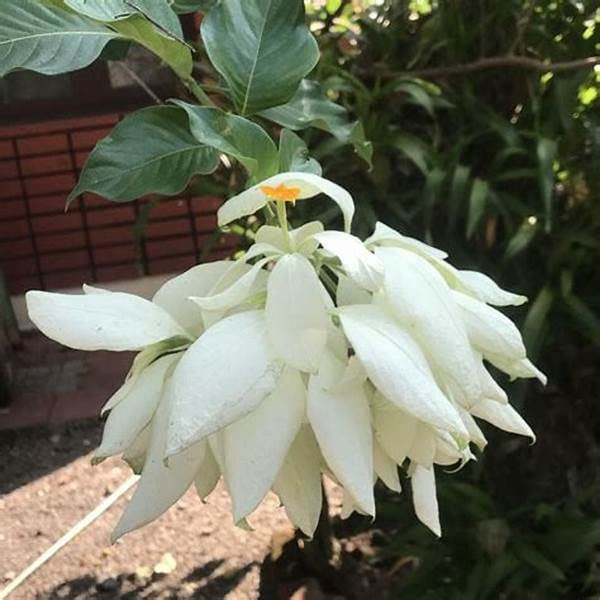 Mphmi Live Plant Nursery NCR Plants Mussaenda Plant White-Flowering ...