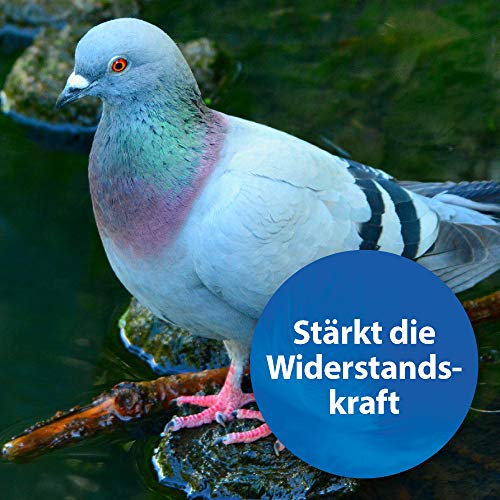 Quiko Plus 400g - Extra eiwit voor jonge vogels - Africansky