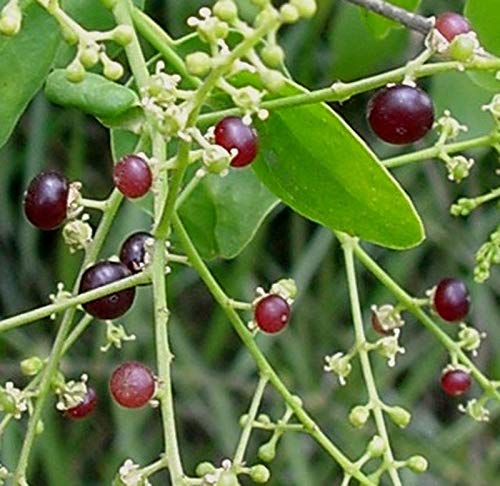 Buy 200 Salvadora persica , Tooth Brush Tree ,Mustard Tree, Miswak Tree ...