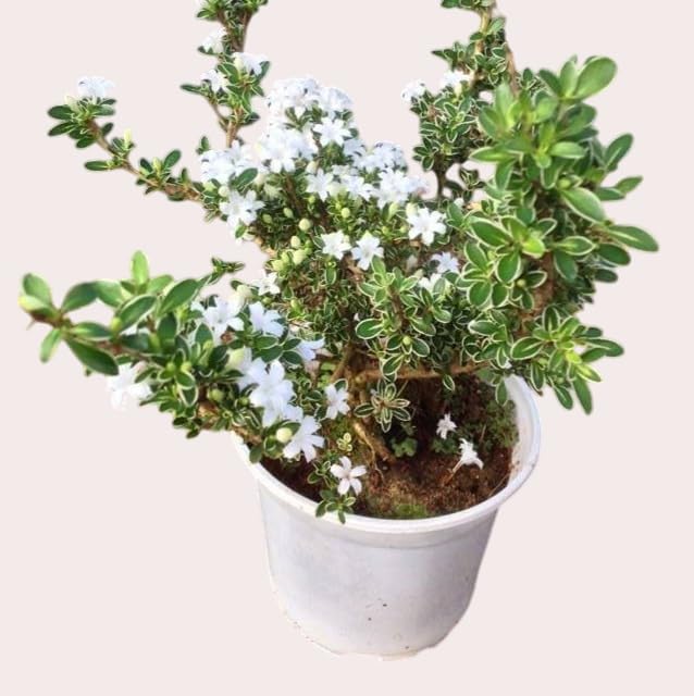 Snowbush Vibrant Leaf Color Plant (Pack of 1) : Amazon.in: Garden ...