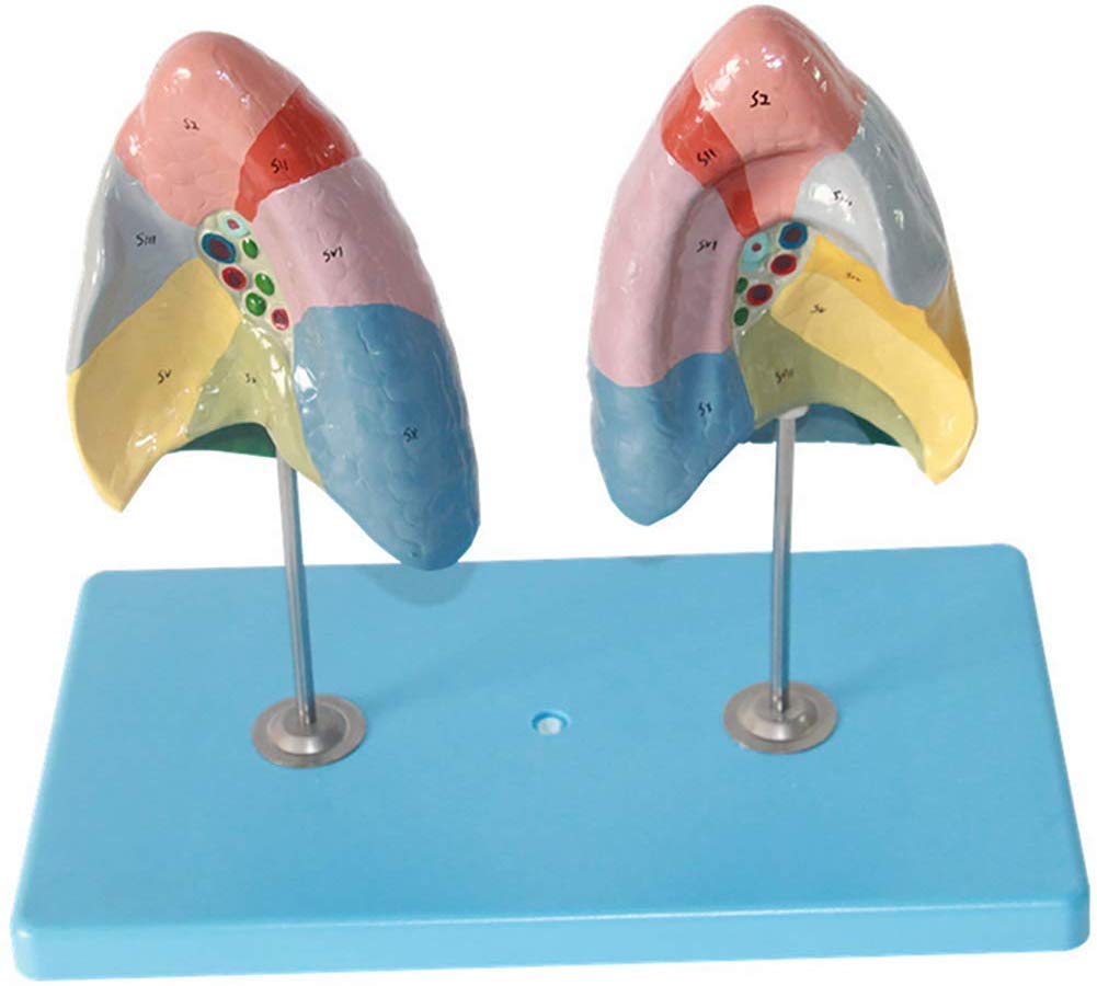 Buy LXT PANDA Lung Model Set, Human Lung Anatomical Model, Respiratory ...