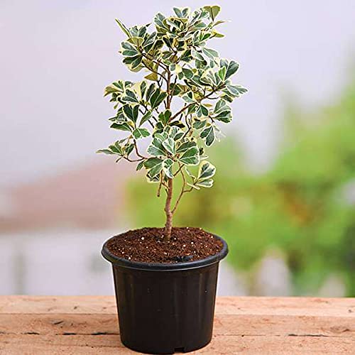 Mphmi Plants Ficus Plant Triangle ficus, Natal Fig Triangularis ...