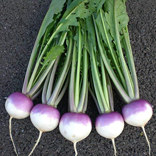 Satya Vipal™ Hybrid Turnip/Shaljam Seeds Seed : Amazon.in: Garden ...