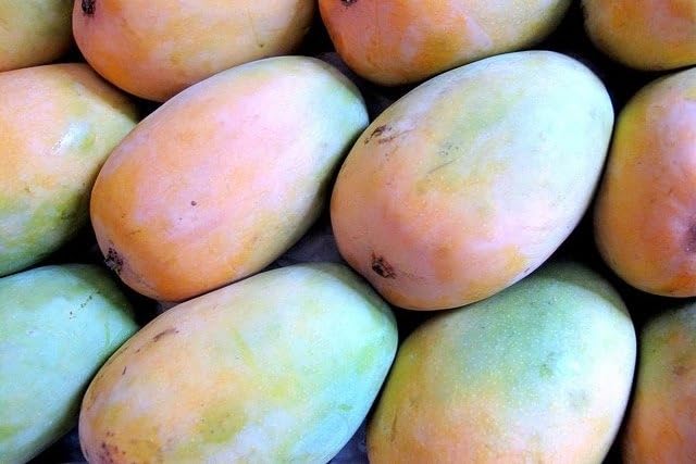 Buy ROYAL PARADISE GARDEN Kesar Mango King Of Mango Grafted in Polypack ...