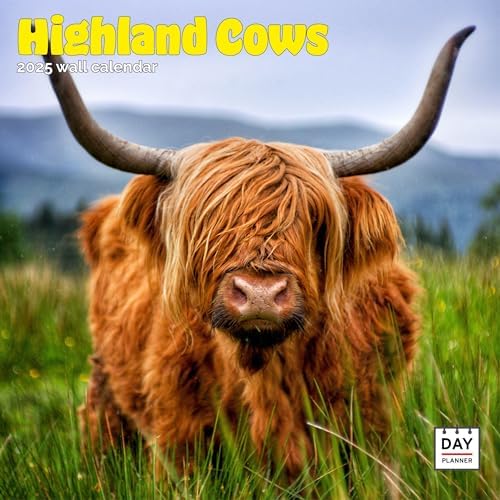 Dayplanner Publishing Highland Cows Calendar 2025, Large Square Wall ...