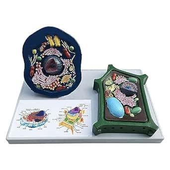Animal and Plant Cell Anatomy Model,Cross-Section Model of Animal and ...