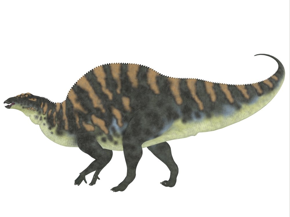 Ouranosaurus Size