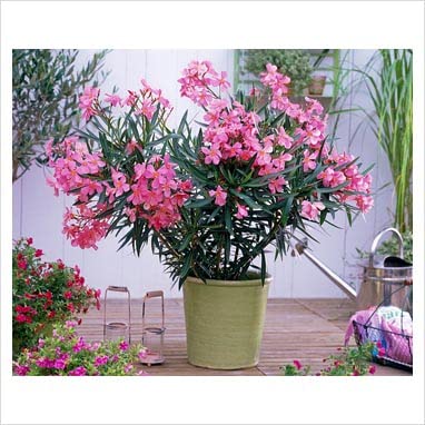 Mphmi Nursery Delhi Plant NCR Kaner Dwarf, Nerium Oleander (Peach ...