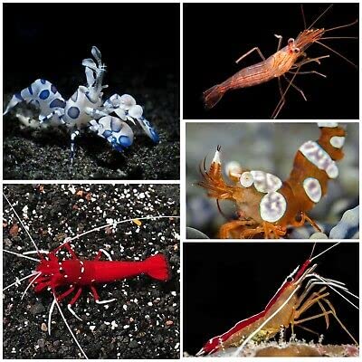 Discover the top 10 must-have products for your saltwater aquarium ...