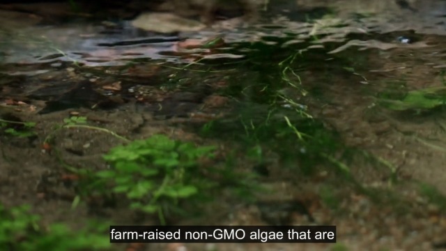 Watch The Veggie Doctor QWELL OMEGA-3 on Amazon Live