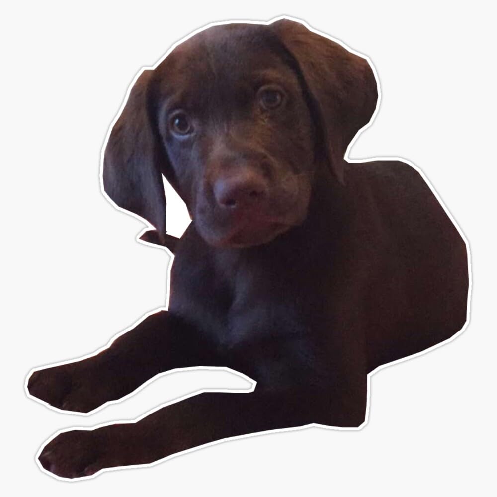 Amazon.com: Marty The Chocolate Lab Sticker Vinyl Waterproof Sticker ...