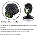 NATROSES Handmade Preserved Roses in Glass Dome, Long lasting Black ...