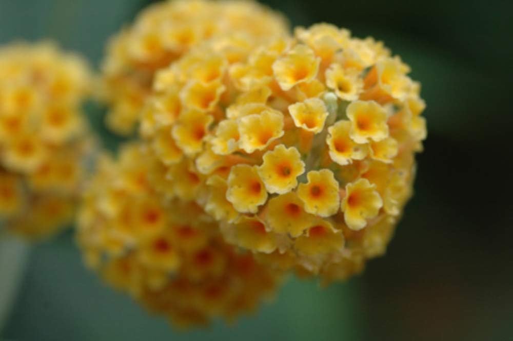 RP Seeds Buddleia globosa (Orange Ball Tree) - 25 Seeds : Amazon.co.uk ...