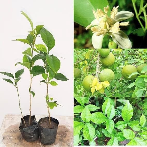 Green view® Bel Tree, Bilva Patra, Bel Patra (Grown through seeds ...