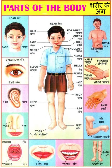 Relesh Infomedia "Name of The Body Parts" Sticker Poster|Kids Education ...