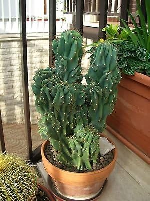 Amazon.com : Cereus Peruvianus monstrose cactus 5 seeds~Monstrosus ...