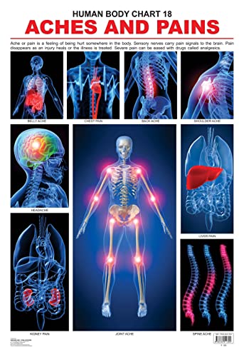 Buy The Pains Wall Chart (Human Body Chart) - Both Side Hard Laminated ...