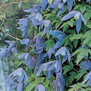 Grow Your Secret Garden Clematis Alpine Blue Seeds : Amazon.co.uk: Garden