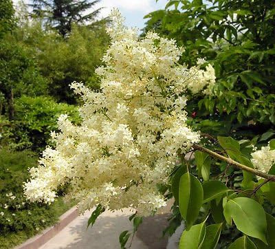 30seeds Amur Lilac Tree Seeds - Syringa reticulata amurensis : Amazon ...