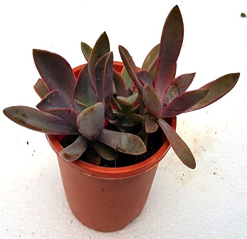 CAPPL Plant in Rock Gardens Succulent Plant with Plastic Pot : Amazon ...