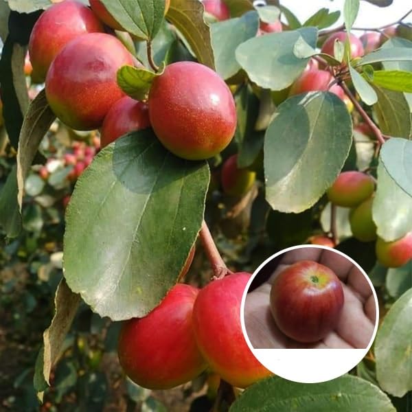 SVM SHOP_Miss India Apple Ber_Sweet Variety_Grafted Healthy Live Plant ...