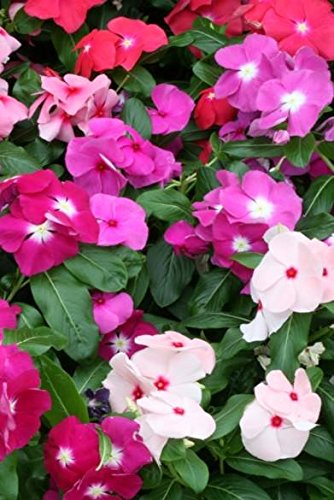 VINCA FLOWER SEEDS / SADA BAHAR MIXED VARIETY 100 SEEDS : Amazon.in ...