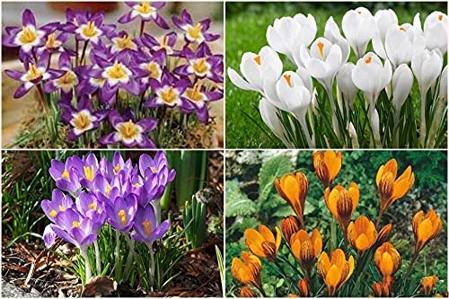 35Pcs Mixed Saffron Seeds Many Varieties Saffron Flower Gardenling ...