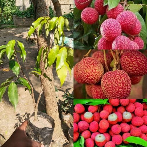 DIARAA Lychee Fruit Plant Live Lichi Healthy Fruit Plant Litchi ...