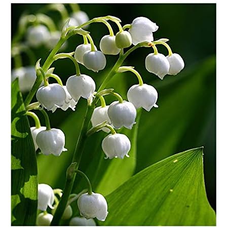 Amazon.com : 10 Very Large, Plump Lily of The Valley Plant Pips with ...