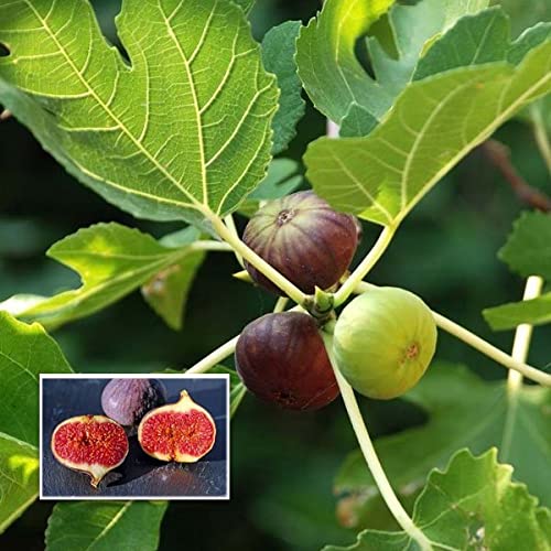 Buy Royal Paradise Garden Fig/Anjeer/Athi pazham (Big Leaf, Layer) Live ...