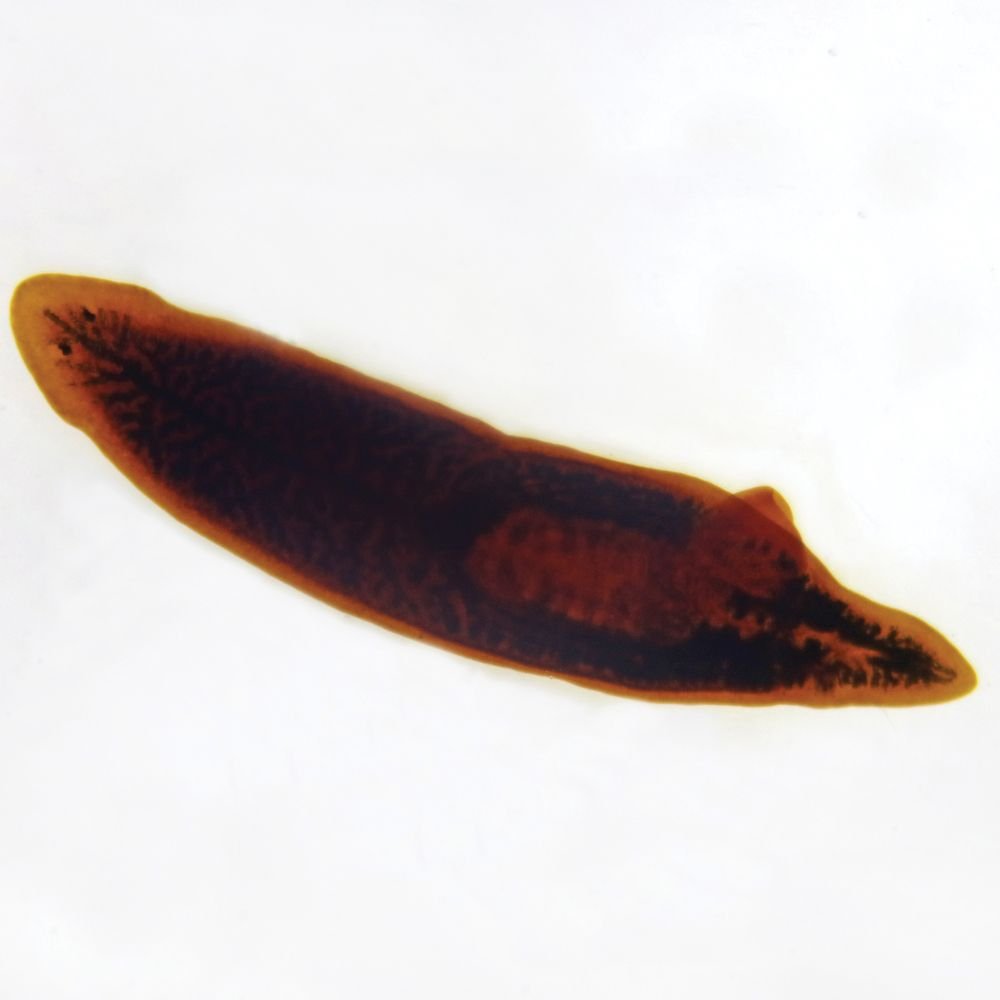 Planaria Under Microscope