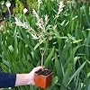 Salix Integra 'Hakuro-nishiki' - Hardy Shrub - Showy Willow - Spring ...