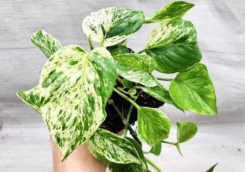 The Ultimate Guide to Snow Queen Pothos Care in 2023 - Gardenfrontier