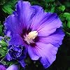 Hibiscus Joba Live Plant Pack Of 4 : Amazon.in: Garden & Outdoors