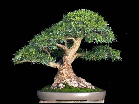 Creative Farmer Bonsai Suitable Tree For Garden Buddhist Pine Bonsai ...