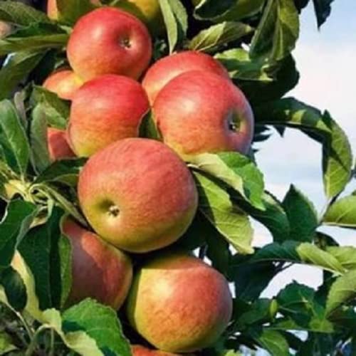 HERBALISM HRMN-99 Apple Seb Sebu Seva living plant. : Amazon.in: Garden ...