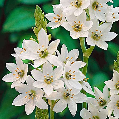 Akash Green IMP. Ornithogalum | Chinchi Rinchi Excellent Quality Flower ...