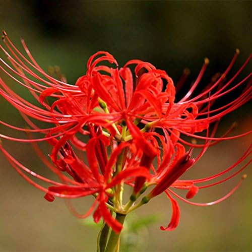 120 graines/sac Graines de Lycoris rouge Graines de plantes en pot ...