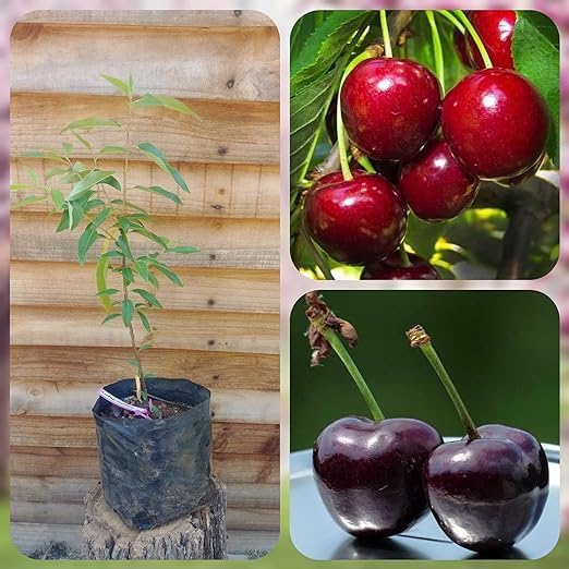 Chitra Nursery Natural Live "Cherry Fruit Plant" (Fruiting stage) Pack ...